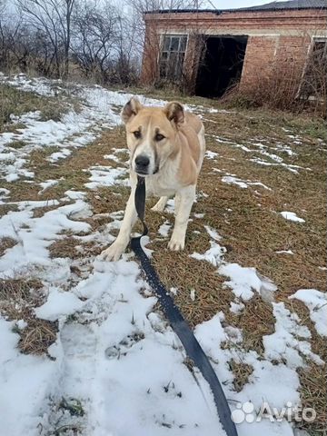 Кавказский волкодав