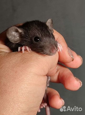 Крыса,крысы,крысята