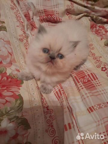 Персидские котята
