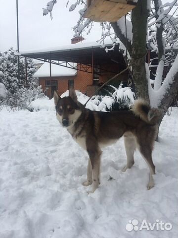 Лайка