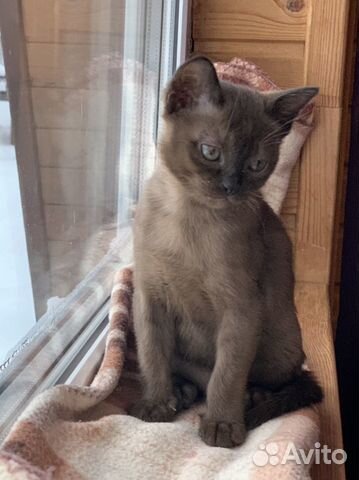 Котята породы бурма