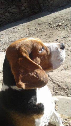 Продам бигля