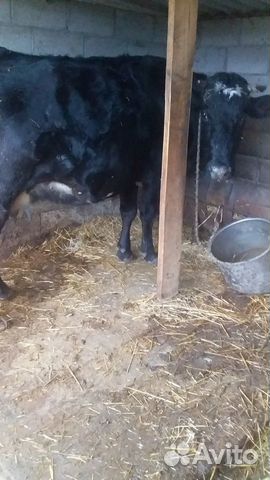 Корова стельная