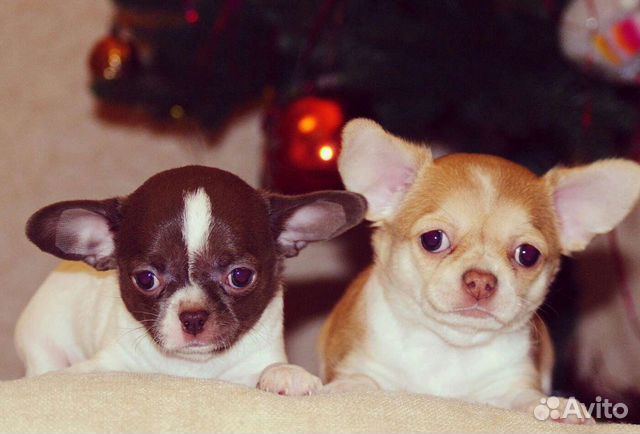 Чихуахуа мальчишки