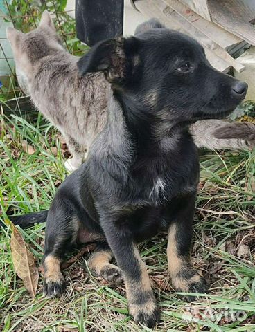 Девочка по кличке Злата ищет добрых хозяев