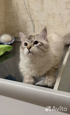Невская маскарадная