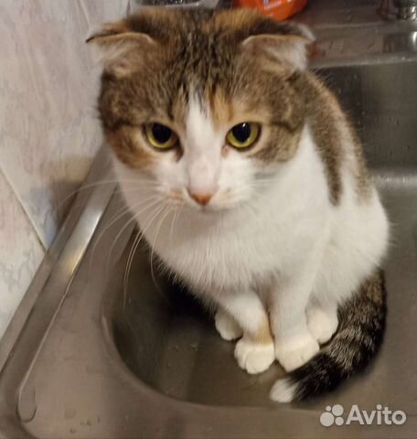 Отдам двух кошек в добрые руки Кошки домашние, чис