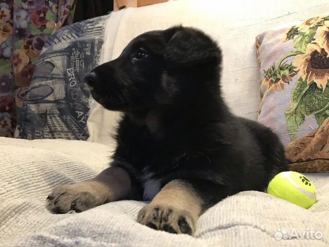 Щеночек Мия в добрые руки