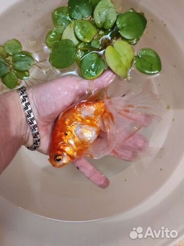 Отдам бесплатно