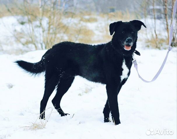 Добрый и весёлый красавец Макс, отдам