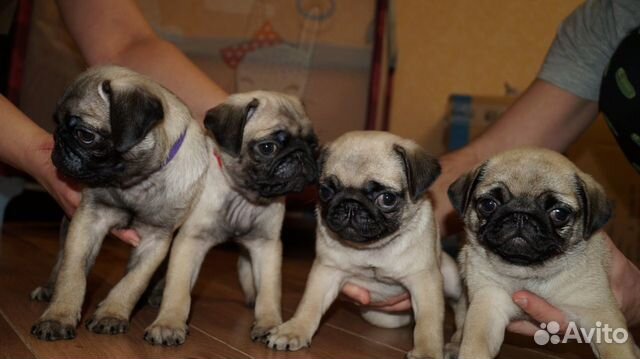 Щенки Мопса