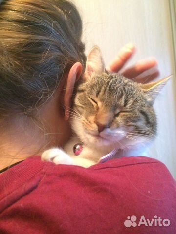 Уютный котенок в дом