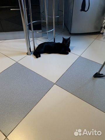 Кот