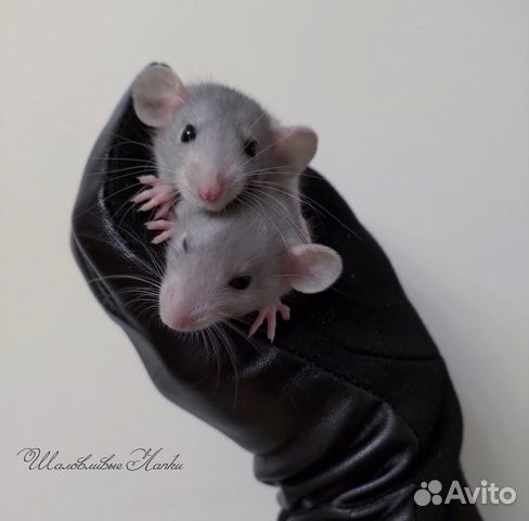 Ушастые крысодевочки