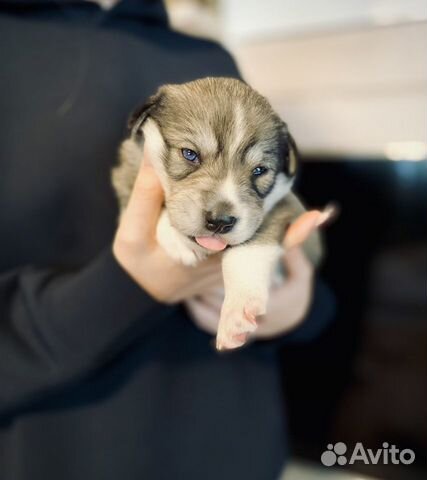 Собаки хаски