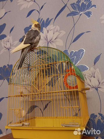 Попугай карелла