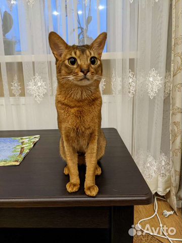 Кот-осеменитель