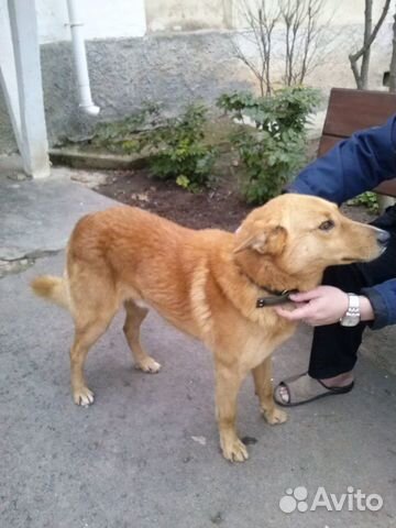 Добрый и воспитанный пес