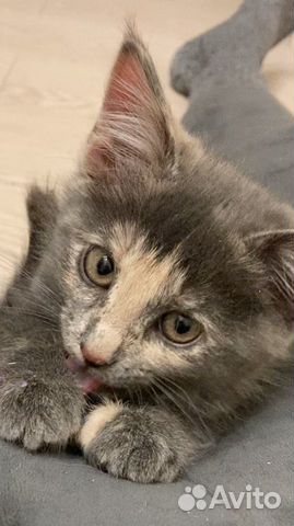 Отдам котенка в добрые руки