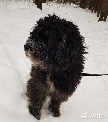 Фландрский бувье (кобель для вязки)