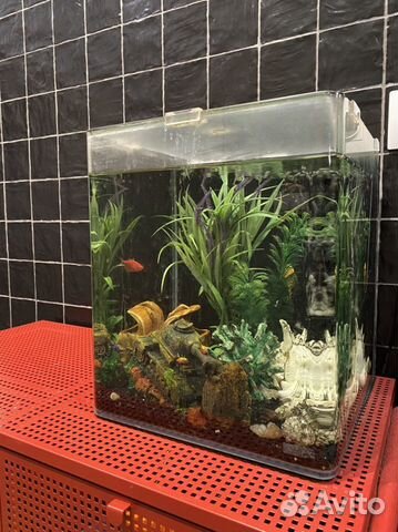 Аквариум нано куб бесшовный с рыбками