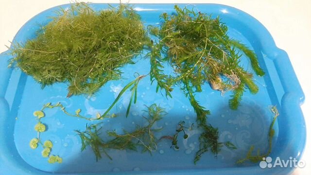 Аквариумные растения прополка