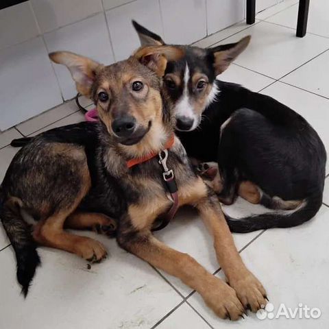 Собака в добрые руки