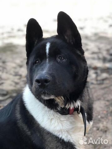 Американская акита в хорошие руки