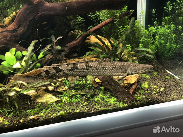 Полиптерус Дельгези