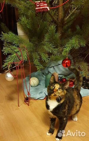 Котенок в хорошие руки