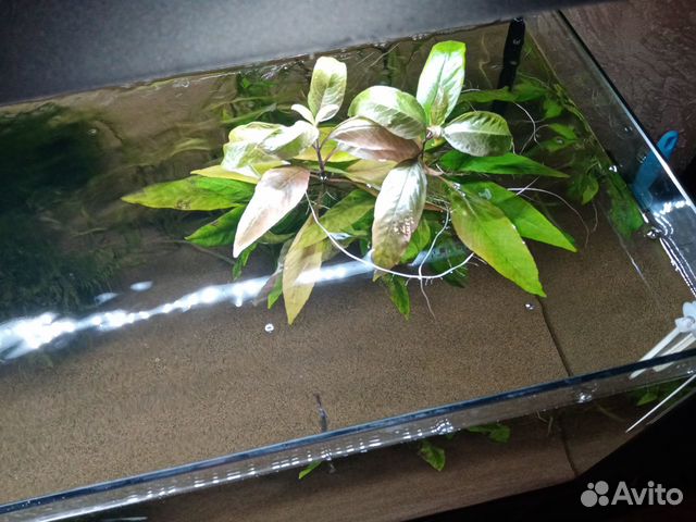 Номафила (Nomaphila) аквариумное растение