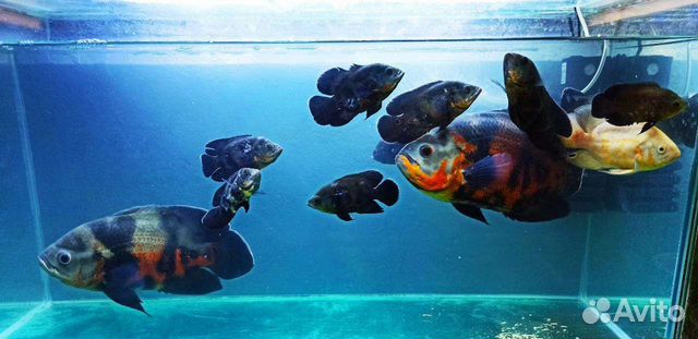 Астронотусы