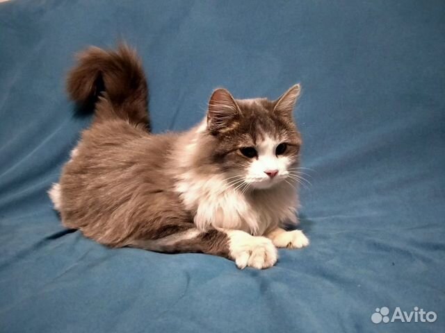 Отдам курильского бобтейла