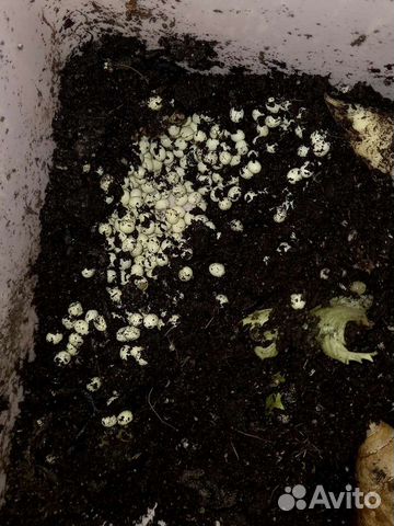 Улитки ахатины