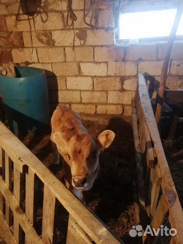 Продажа телят