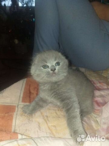 Британские котята