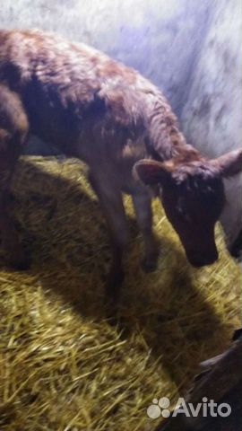 Бычки и быки телки