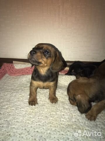 Щеночки таксы ЖК