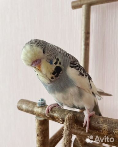 Ручной Выставочный волнистый попугай поенец 4мес