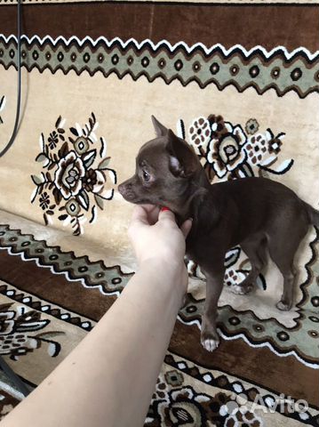 Чихуахуа мини