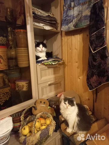 Котятки