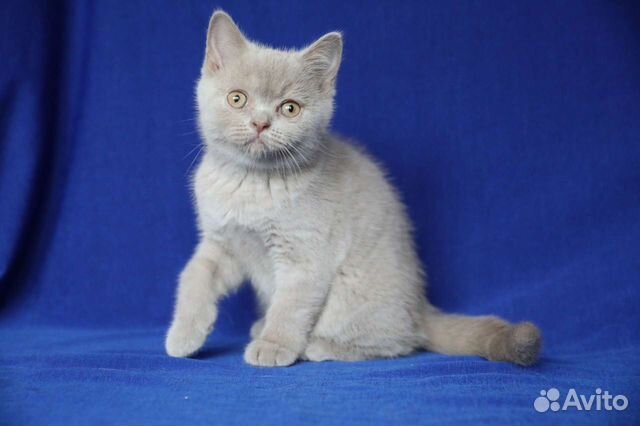 Британские котята