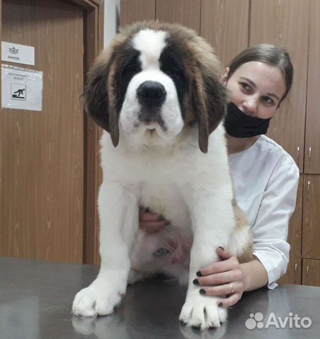 Щенок Сенбернара, мальчик