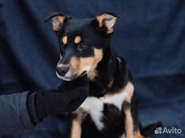 Девочка с шикарными бровками, щенок в дар