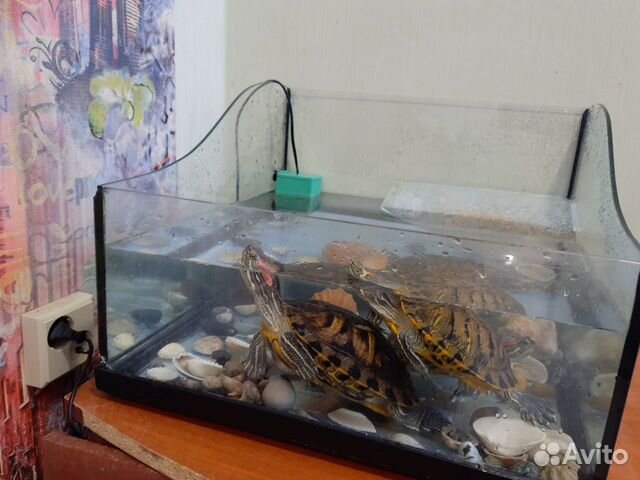 Аквариумные черепахи