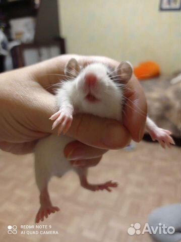 Малыши крысятки мальчики