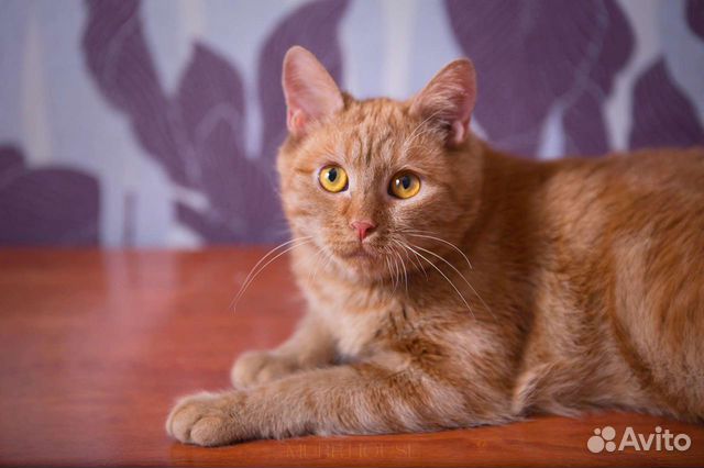 Рыжик лучик счастья Платоша в добрые руки