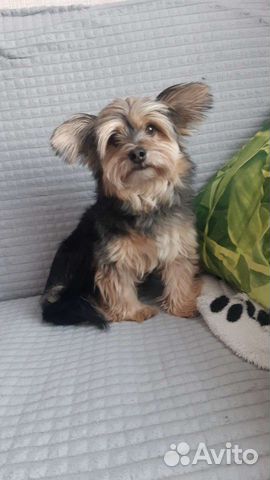 Найдена собачка