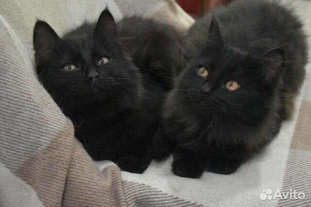 Кошки Урсула и Малефисента