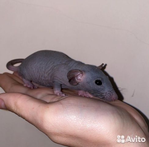 Крыски - сфинксы